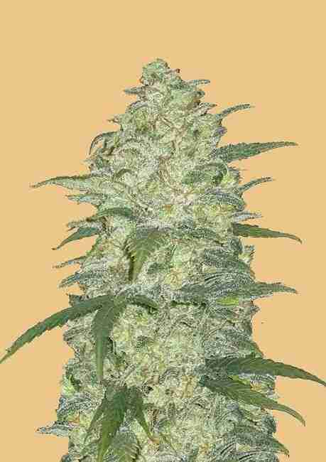 Original White Widow Auto Feminised Seeds - Fastbuds - Greybeard Seeds